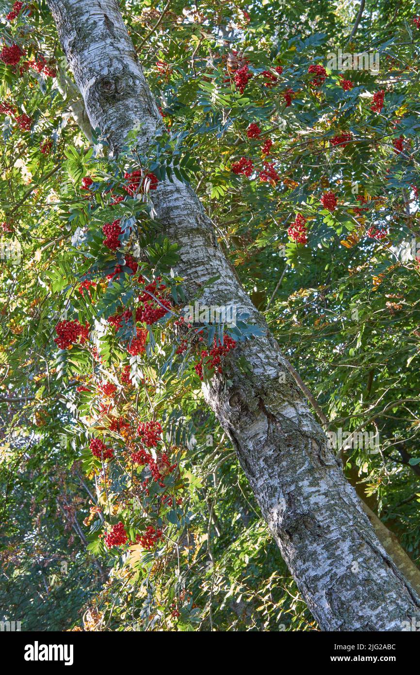 Red rowan berries growing on a tall tree in the woods from below ...