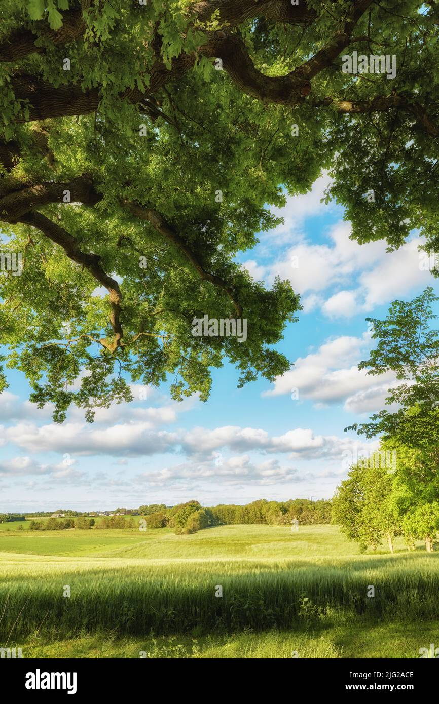 Copyspace and beautiful scenic summer landscape of grassy meadows and ...