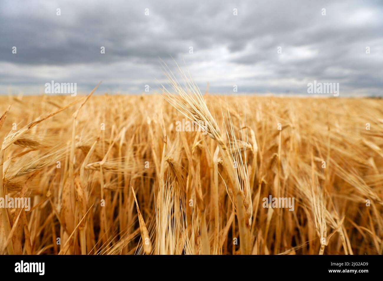 Odessa, Ukraine. 23rd June, 2022. Ears of barley are seen before ...