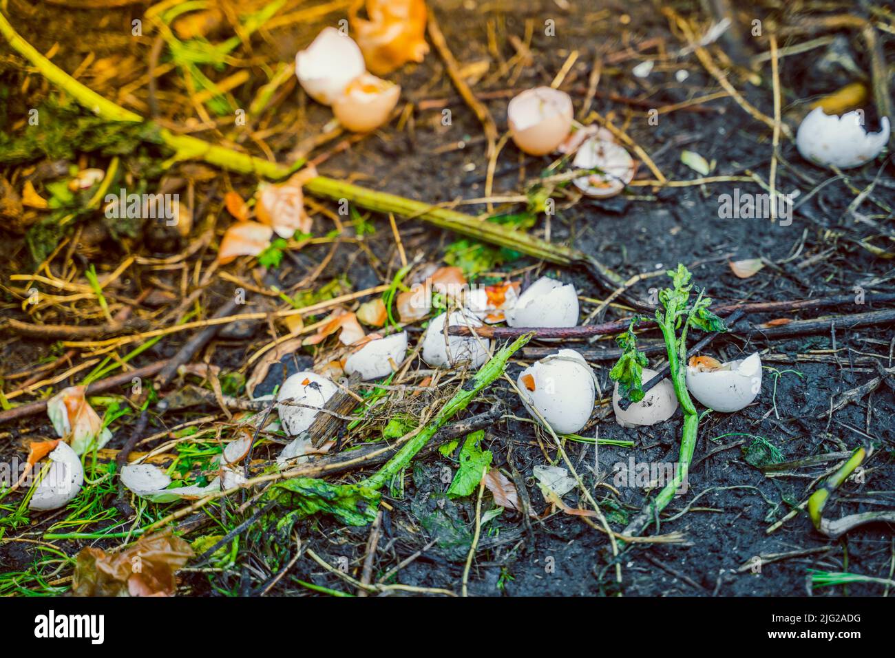 Egg shells on a compost heap close-up. Food and organic waste in non ...