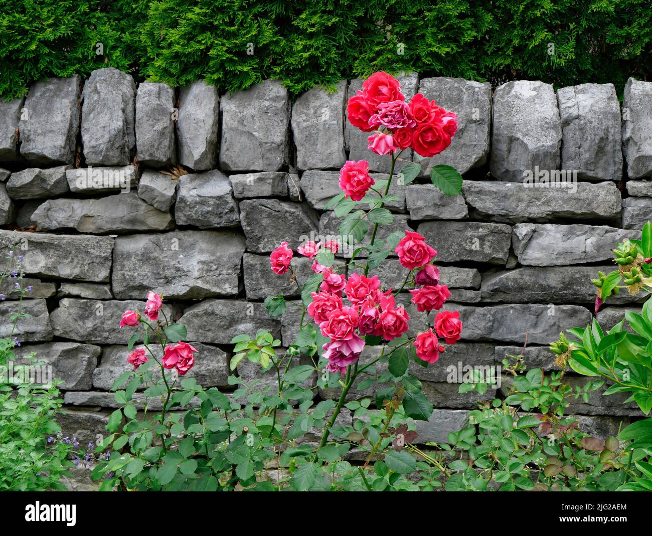 rose bush in front of dry stone wall, built without any cement or ...