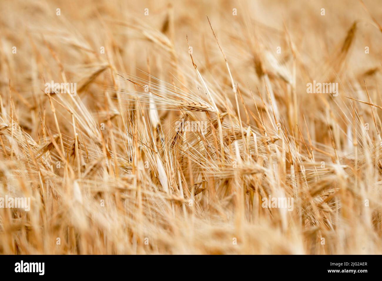 Odessa, Ukraine. 23rd June, 2022. Ears of barley are seen before ...