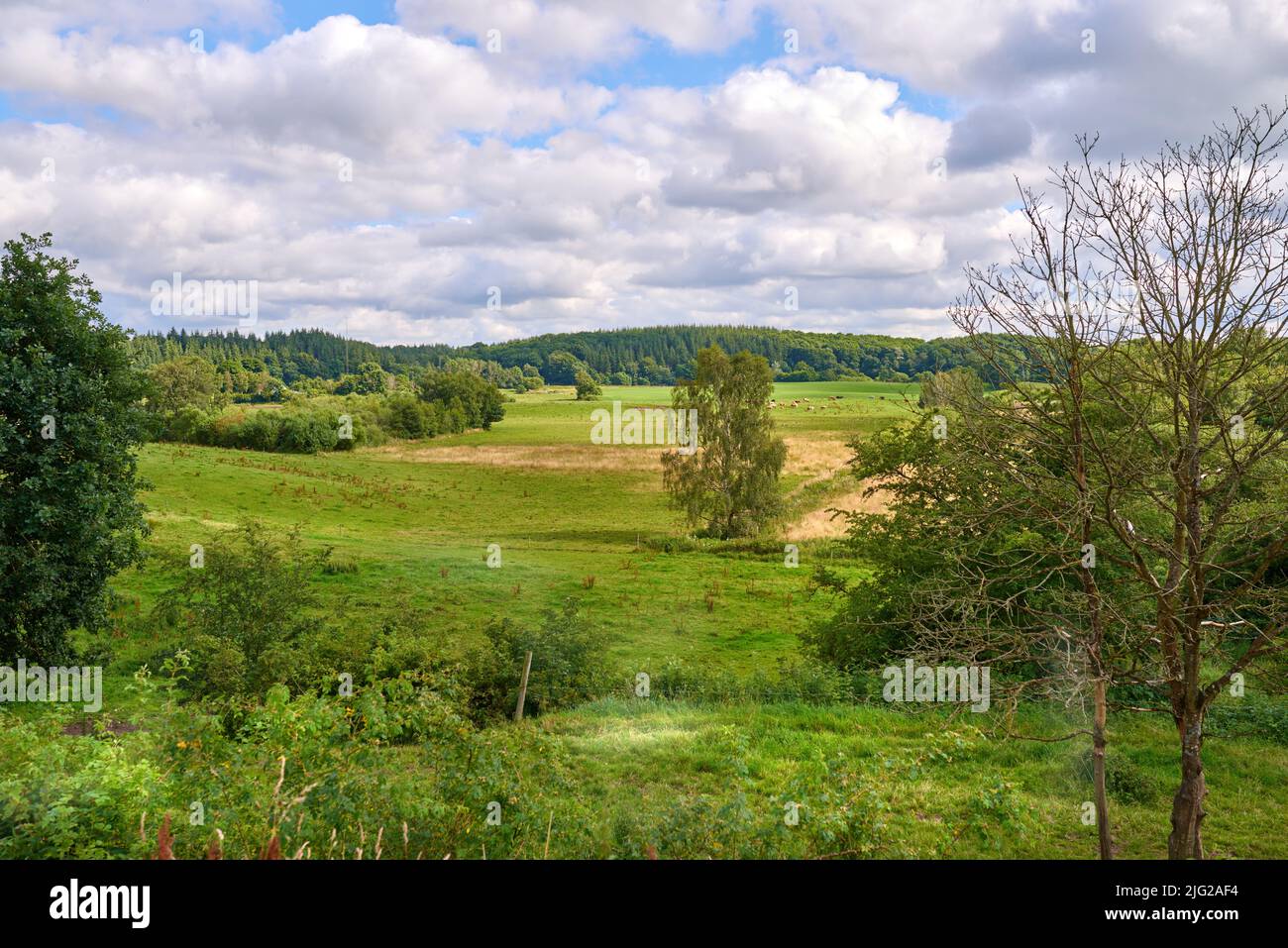 Copy space and scenic landscape of trees growing in a remote ...