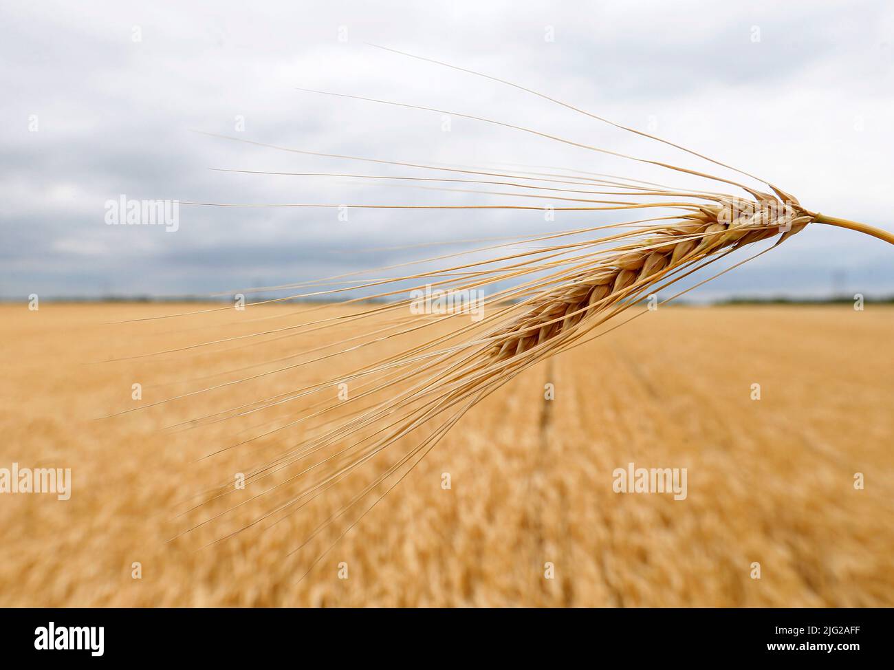 Odessa, Ukraine. 23rd June, 2022. Ears of barley are seen before ...