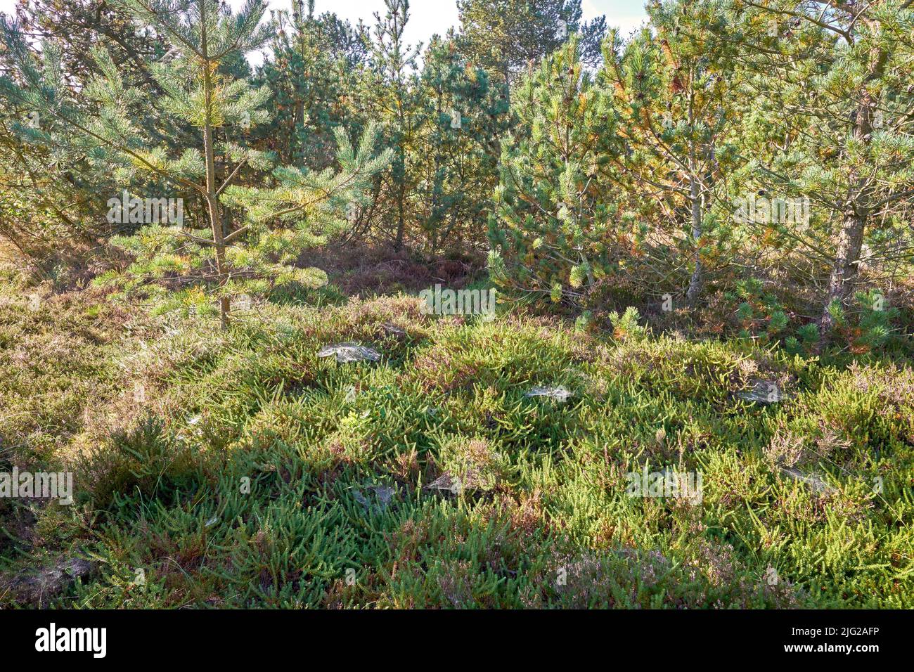 Pine trees shrubs growing hi-res stock photography and images - Alamy