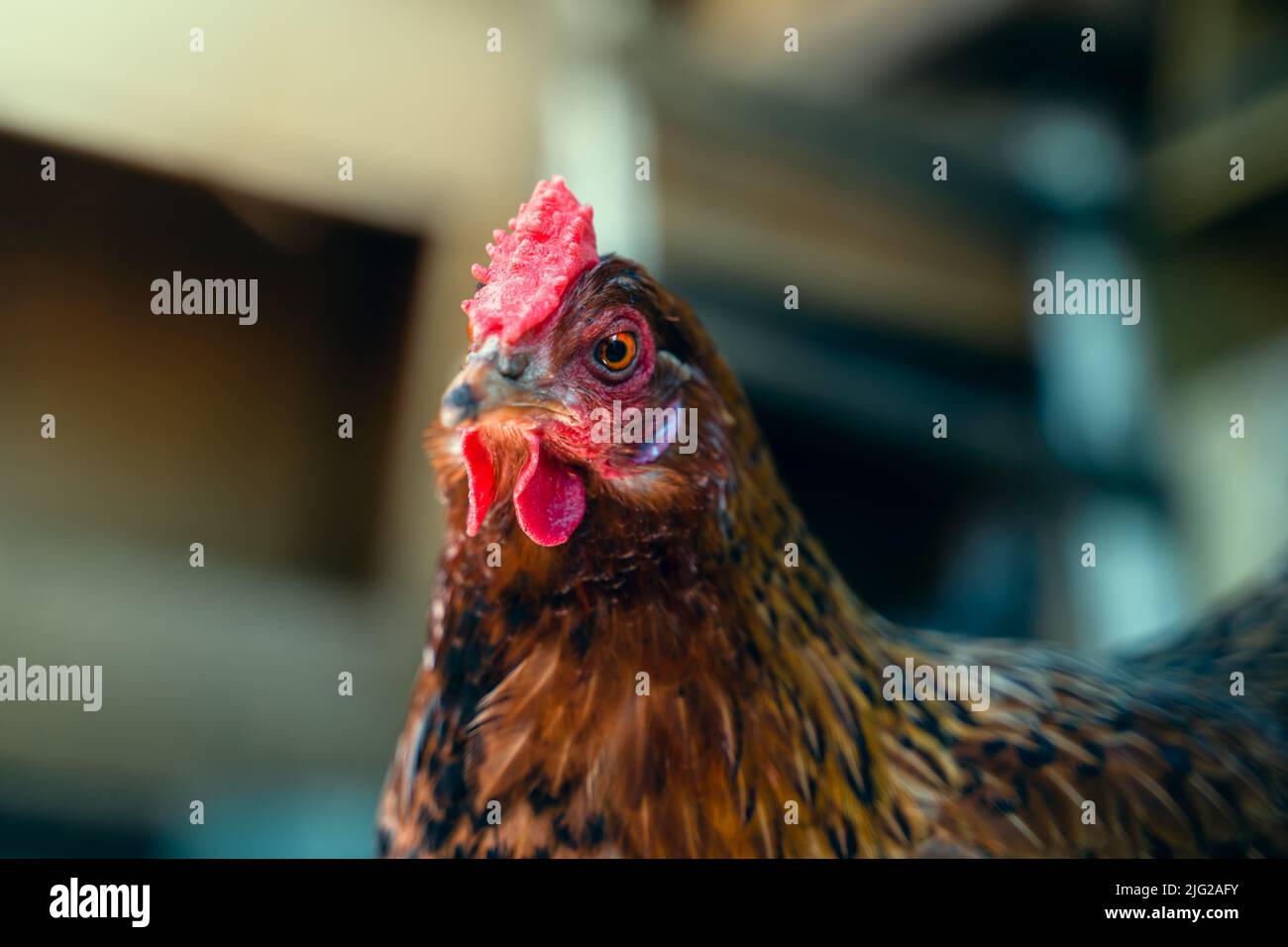 A beautiful chicken of bright brown color looks in a close -up camera ...