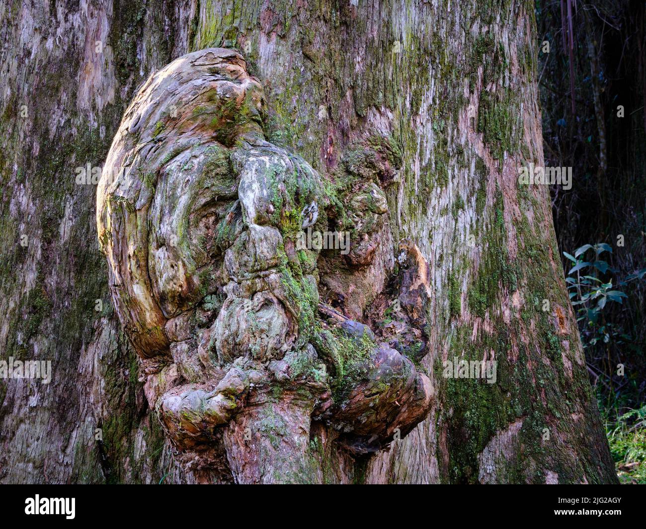 Mountain ash tree australia hi-res stock photography and images - Alamy