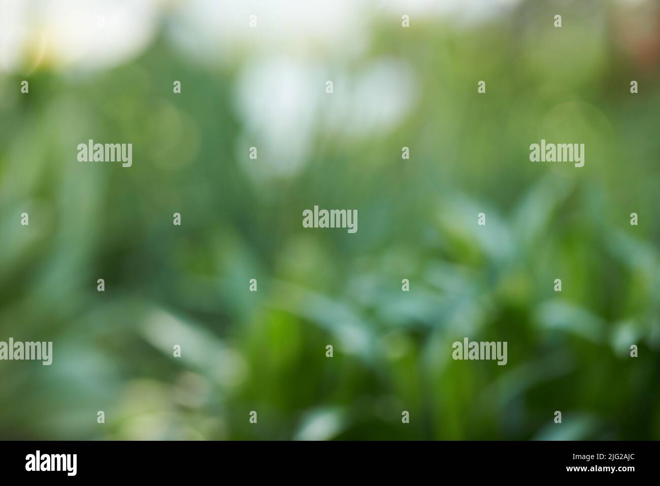 Green grass outdoors on a lawn in the backyard of a home. Beautiful ...