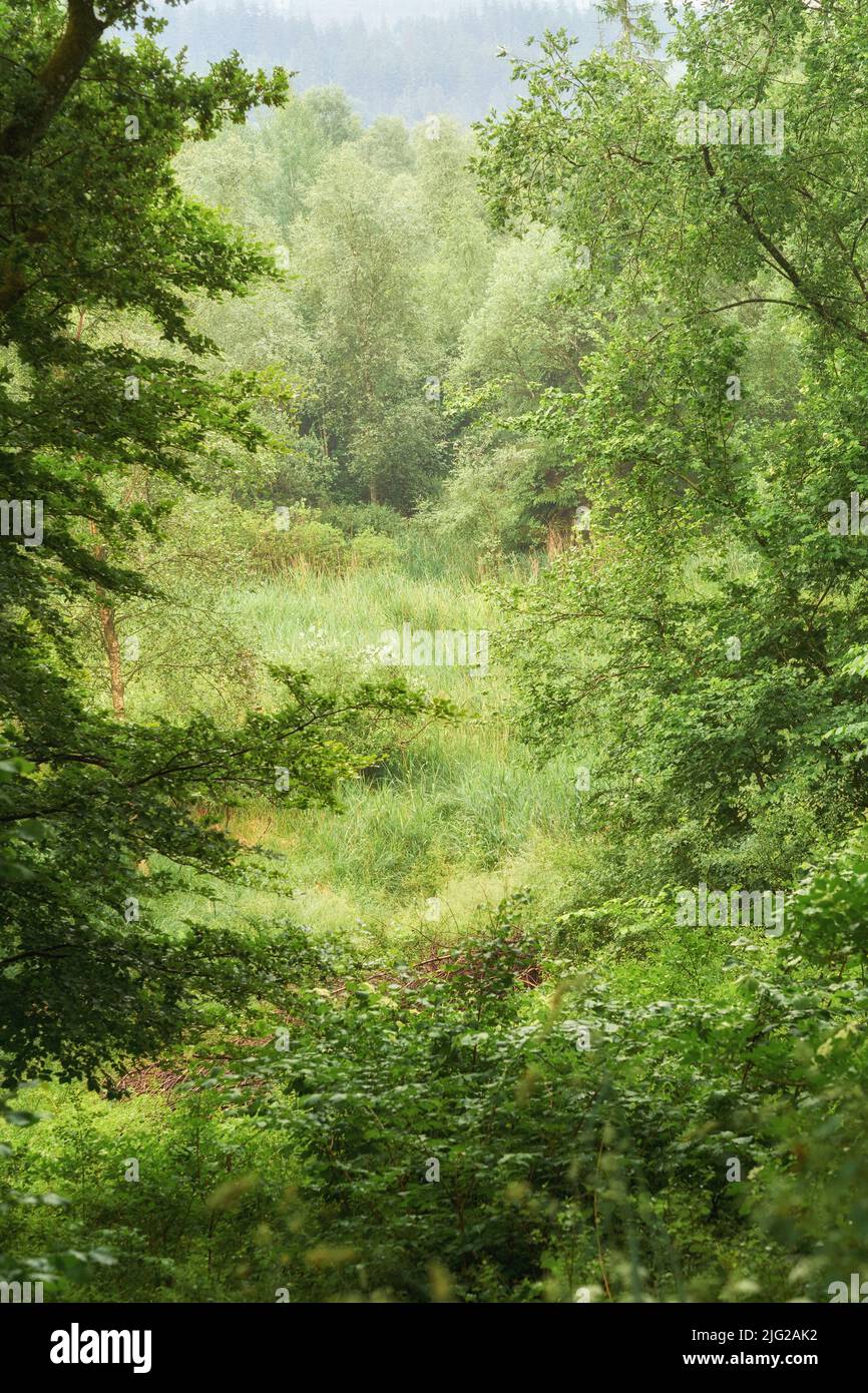 Copyspace and scenic landscape of trees growing in a remote ...