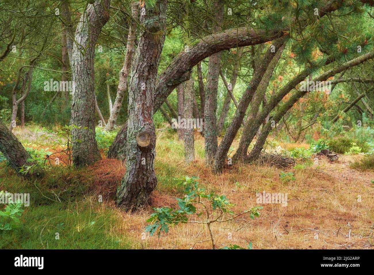 Beautiful forest with pine trees. A scenic view of tall pine trees ...