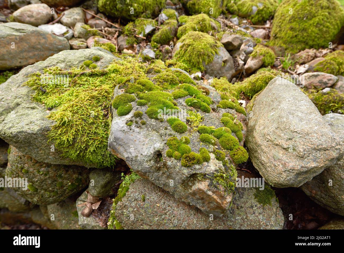 Closeup of moss growing on rough rocky terrain in a forest. A quiet ...