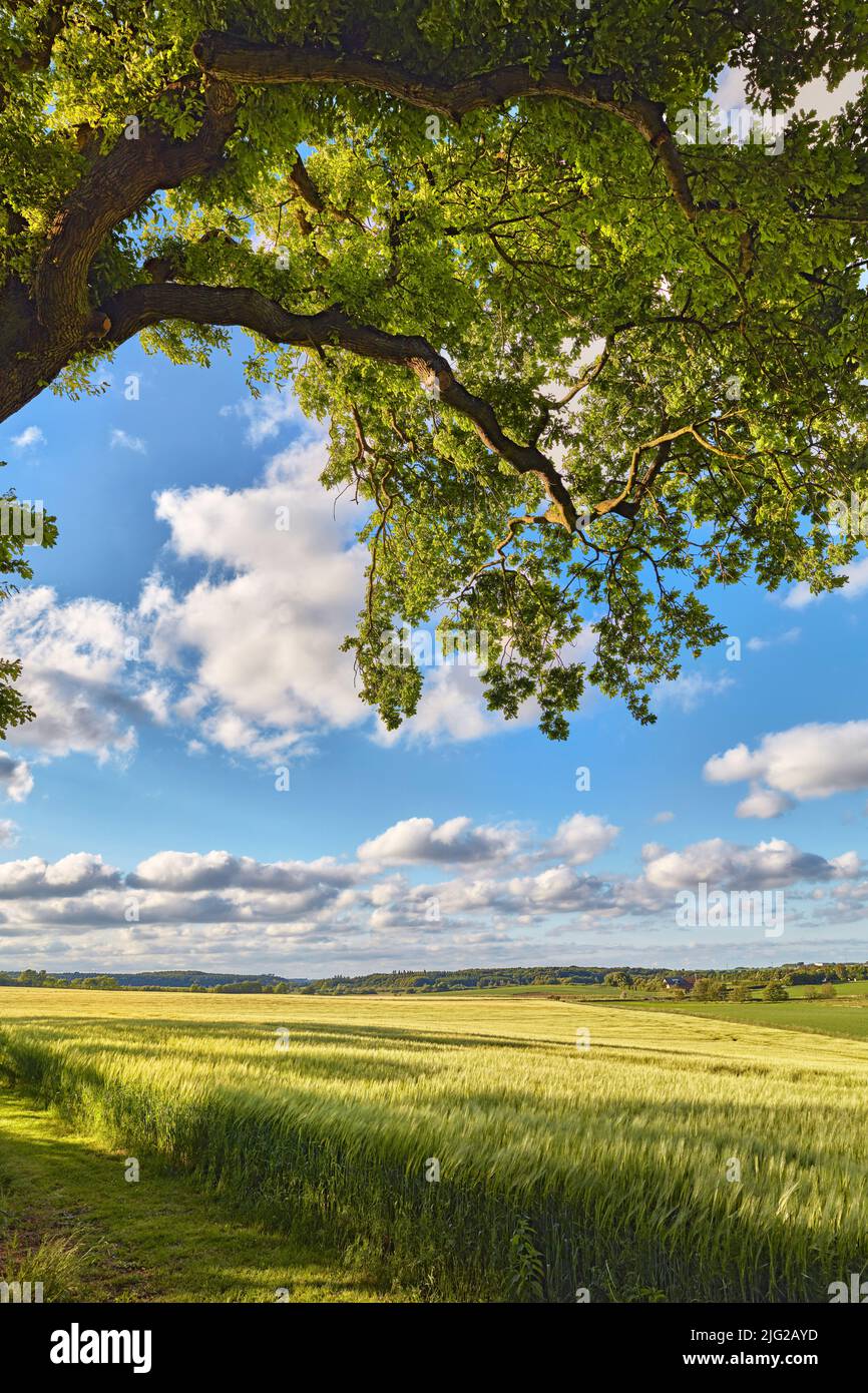 Green tree in a clearing on a blue cloudy sky. Shade from the leaves ...