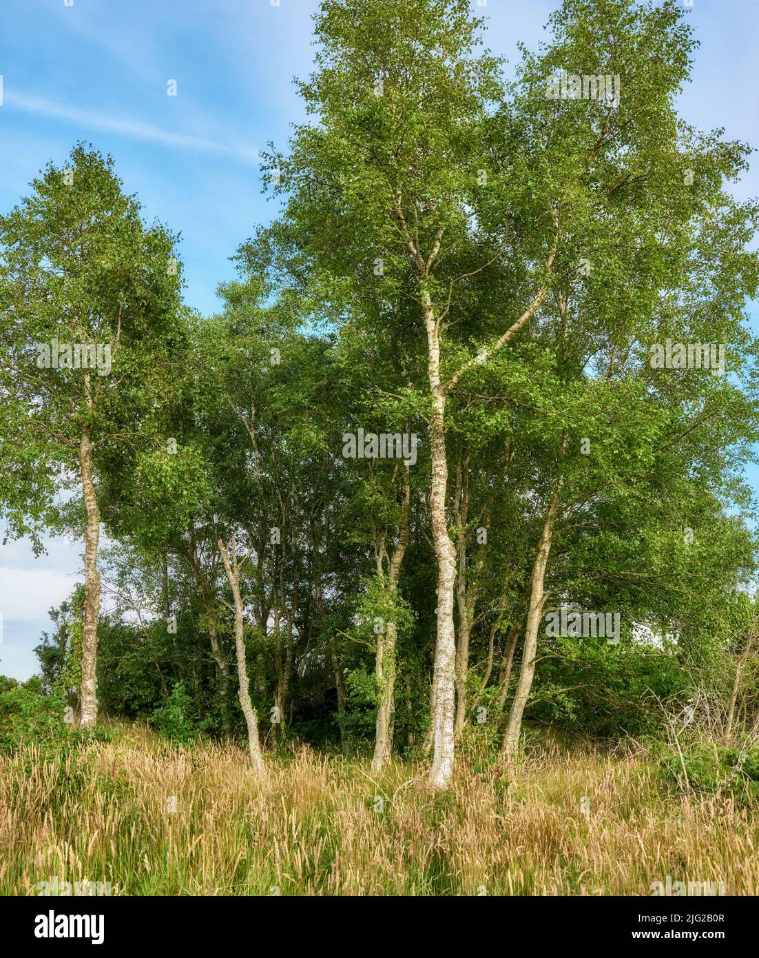 Tall slim trees hi-res stock photography and images - Alamy