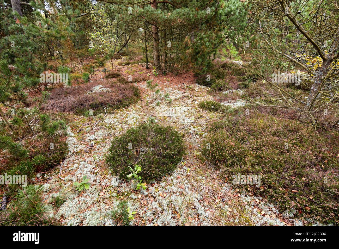 Landscape of fir, cedar or pine trees growing in quiet woods in Germany ...