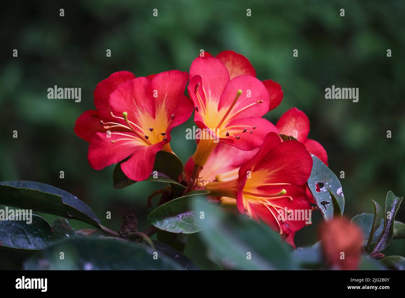 Rhododendron In Red Stock Photo - Alamy