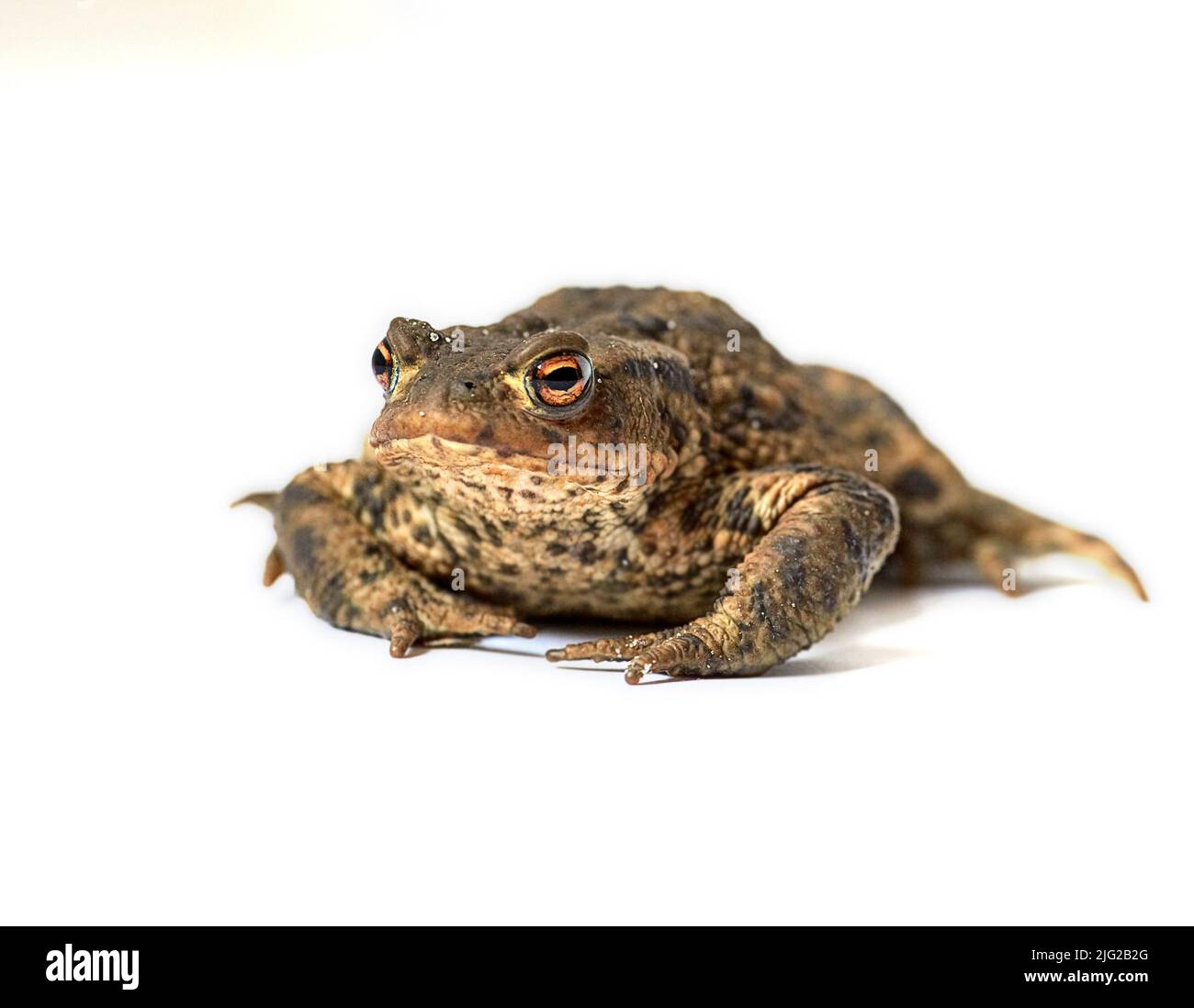 Common true toad with brown body and black dot markings on dry rough ...