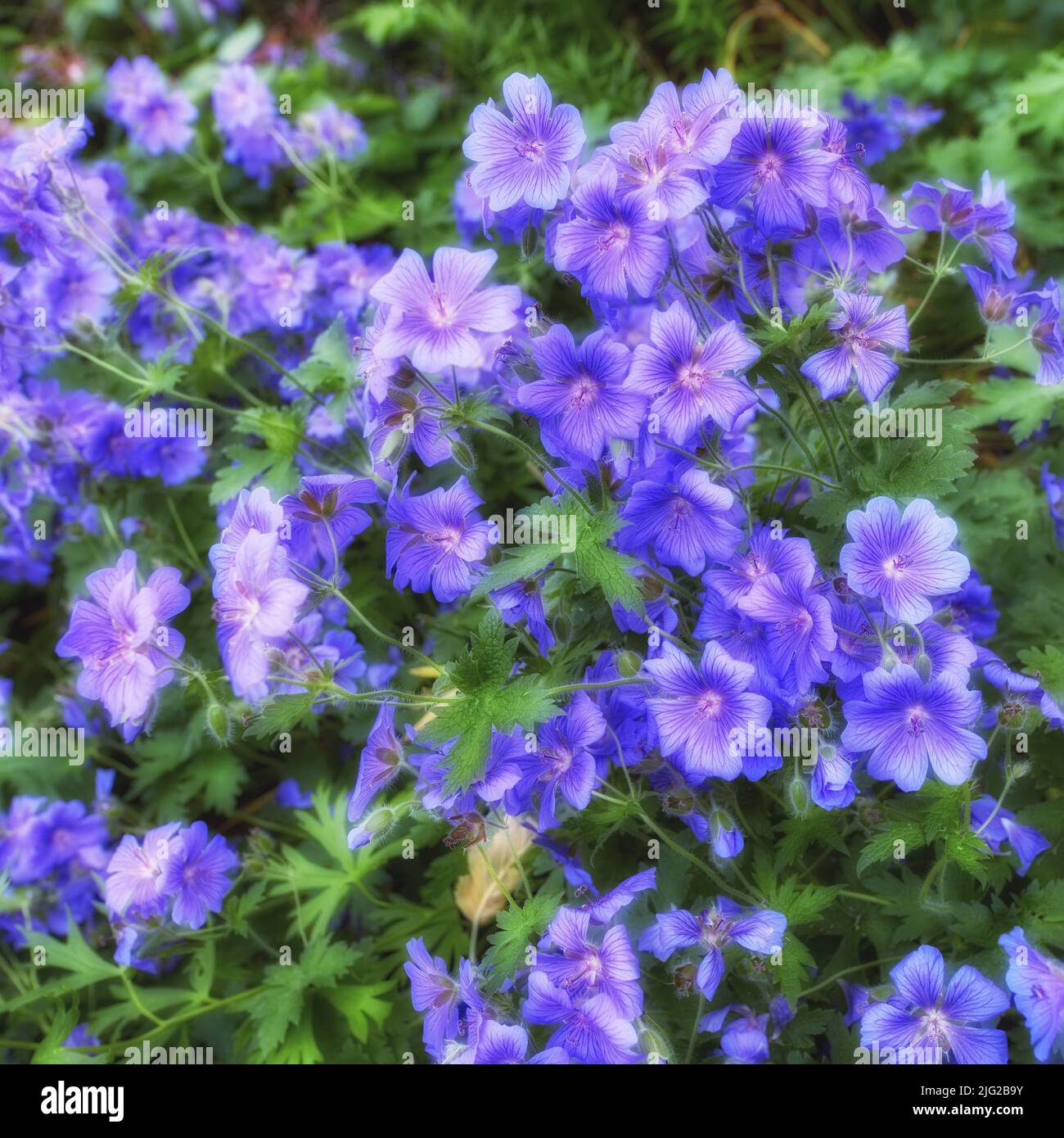 Geranium pratense flowers in hi-res stock photography and images - Alamy