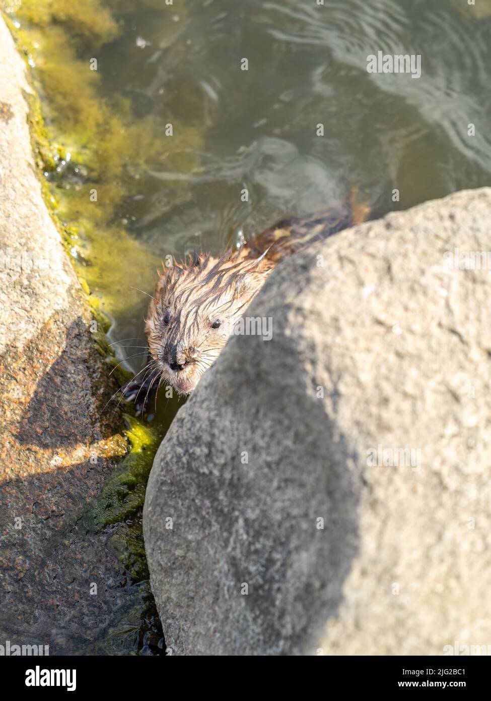 Wild animal Muskrat, Ondatra zibethicuseats, sits on the river bank ...