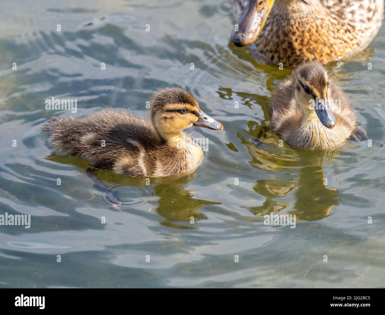 Cute little duckling swimming alone in a lake or river with calm water ...