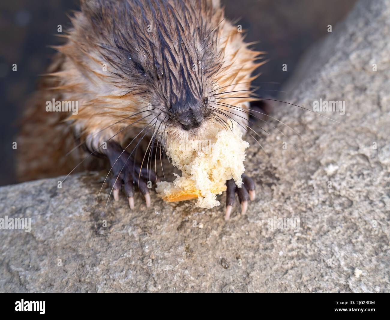 Wild animal Muskrat, Ondatra zibethicuseats, eats on the river bank. Muskrat, Ondatra zibethicus ...