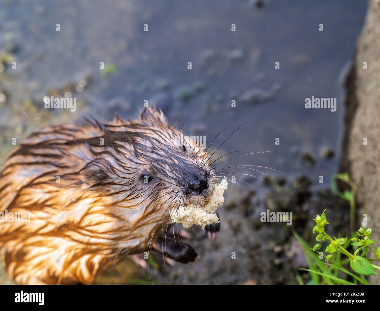 Wild animal Muskrat, Ondatra zibethicuseats, eats on the river bank. Muskrat, Ondatra zibethicus ...