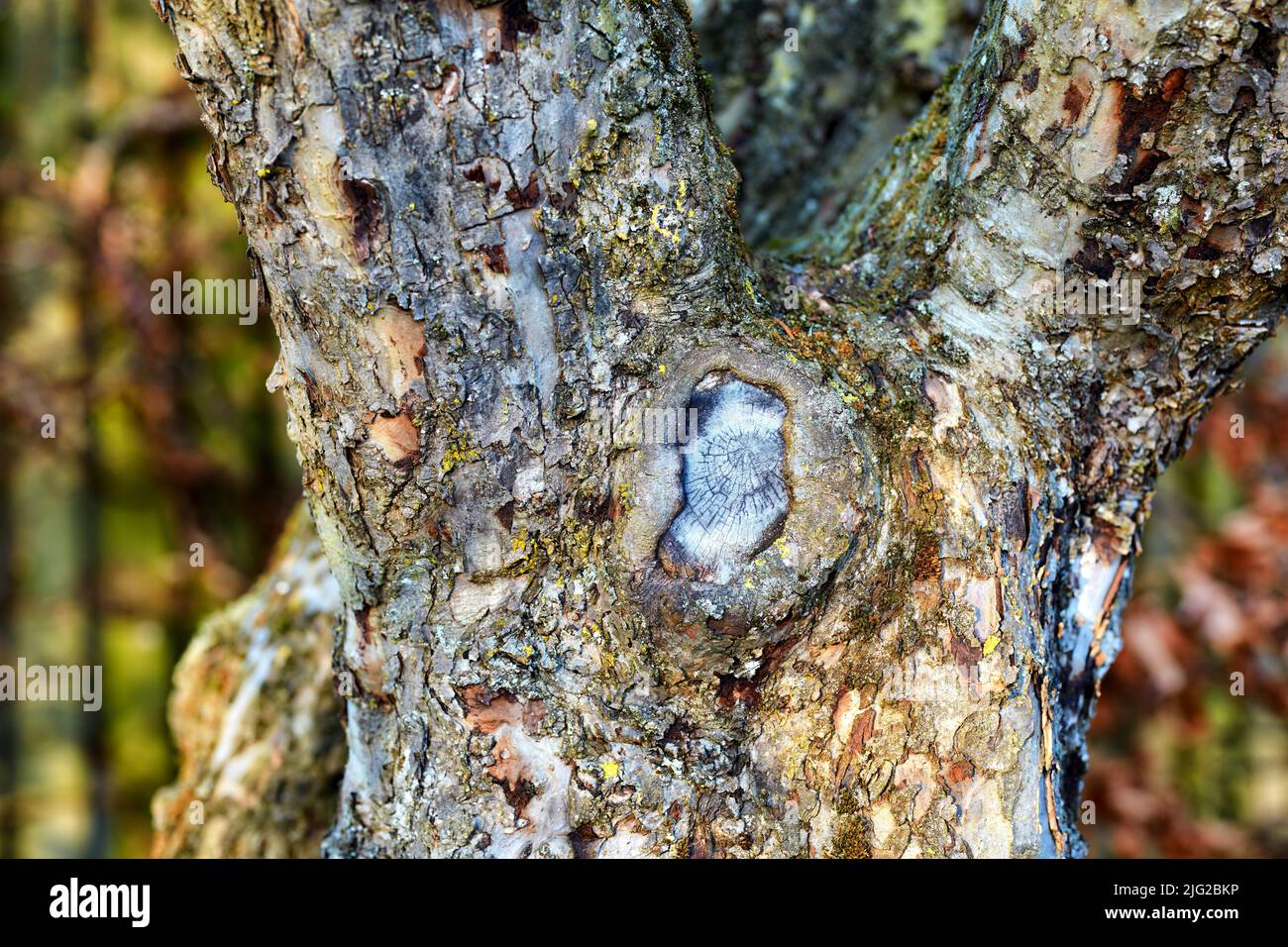 Closeup of broken tree bark on old coniferous trunk in quiet forest or ...