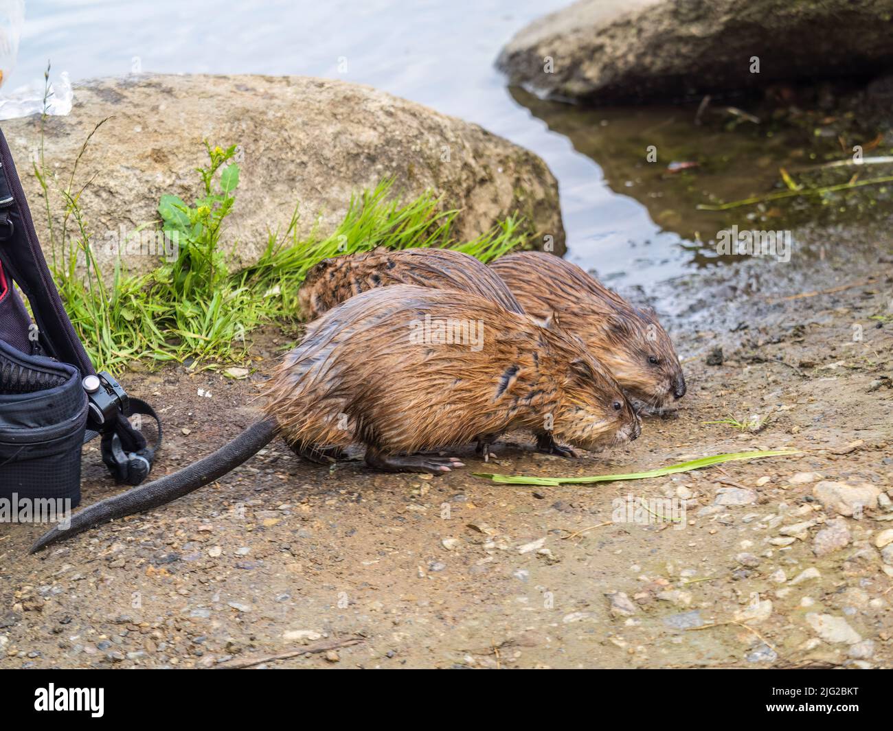 Two Wild animals, Muskrat, Ondatra zibethicuseats, eats on the river ...