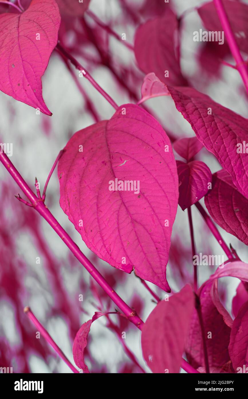 Pink leaves hi-res stock photography and images - Alamy