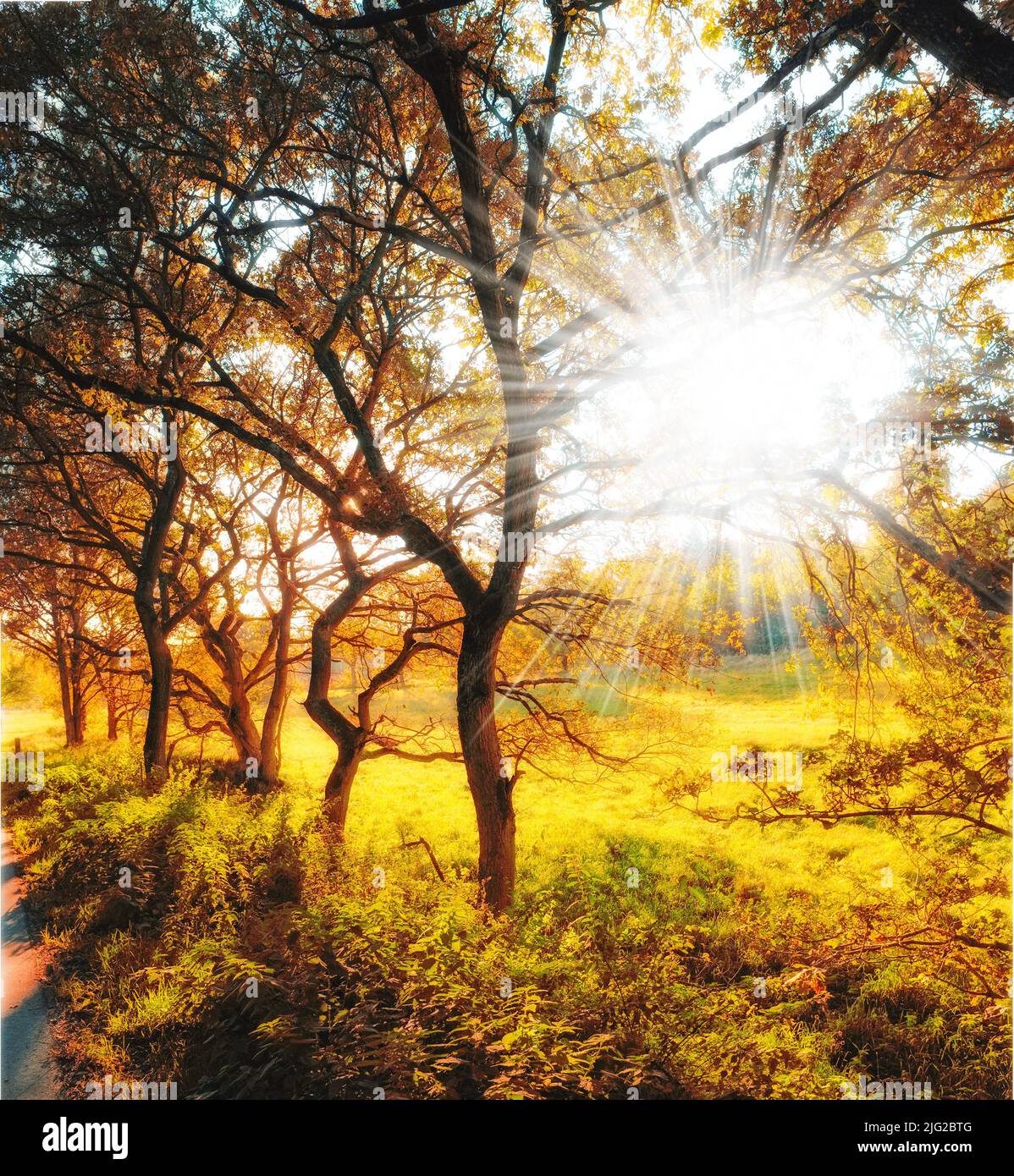 Orange Sunlight Through Trees Light Through Trees Free Stock Photos,
