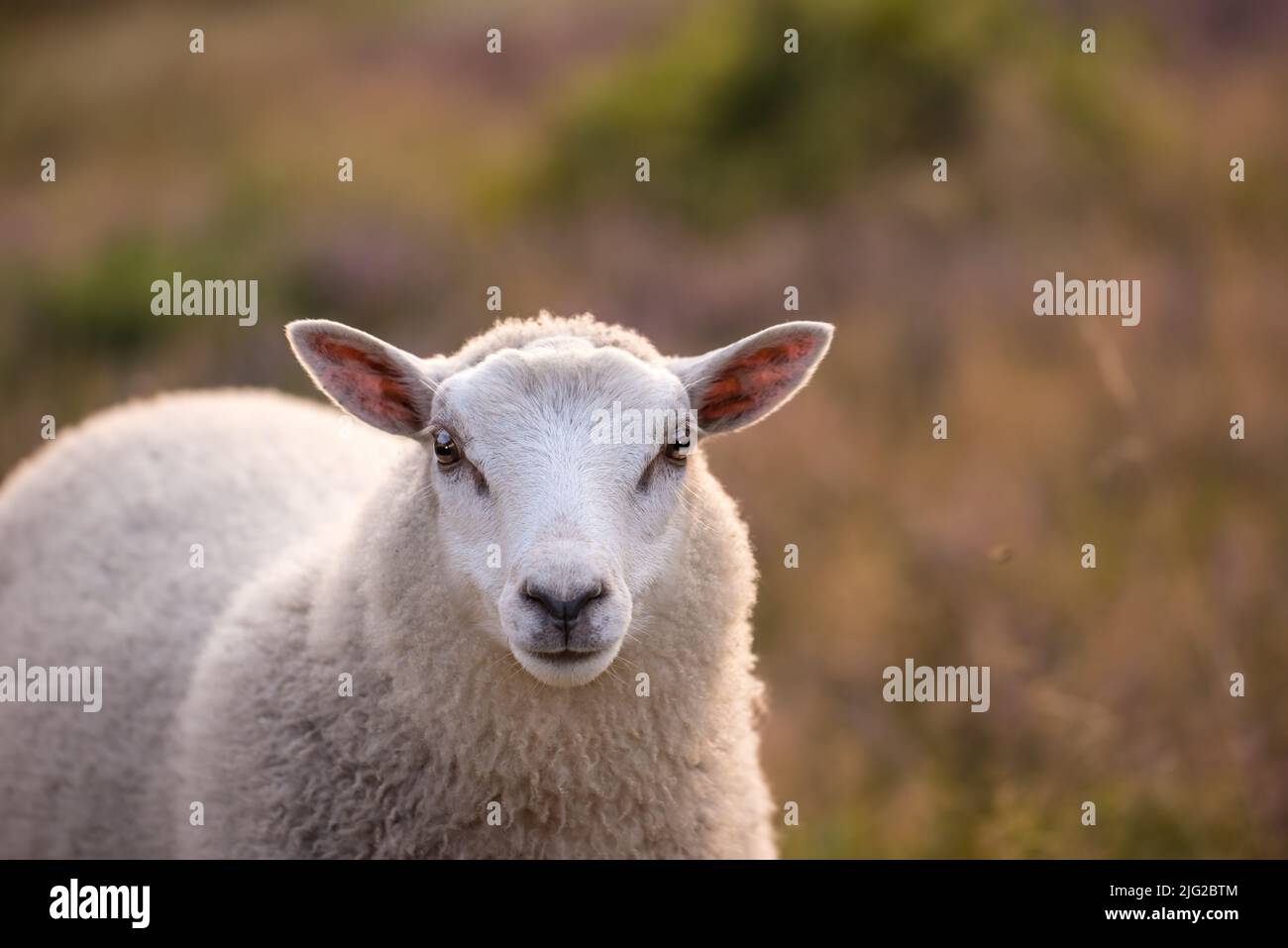 White sheep hi-res stock photography and images - Alamy