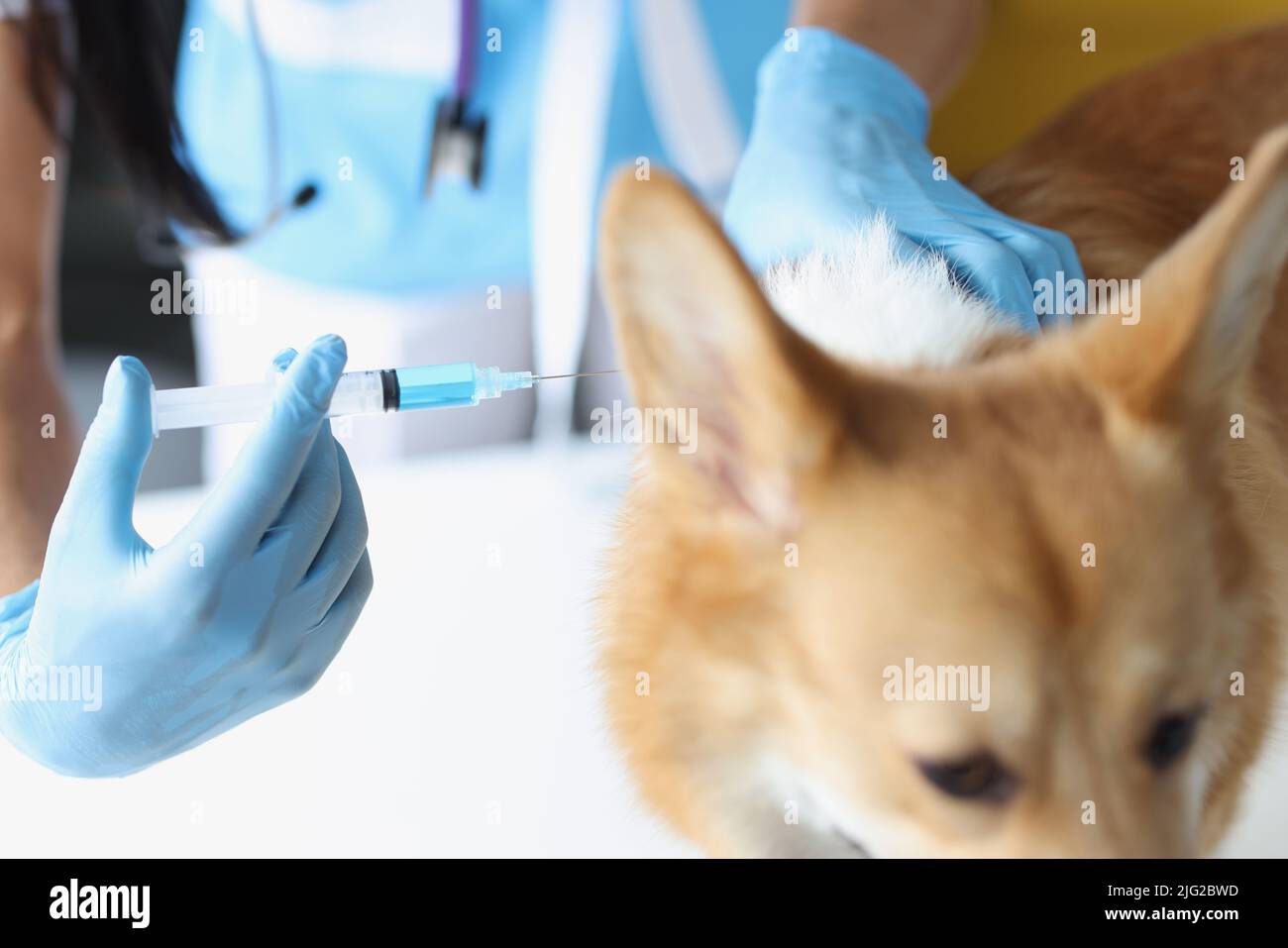 Female veterinarian giving injection of medication to dog in clinic ...