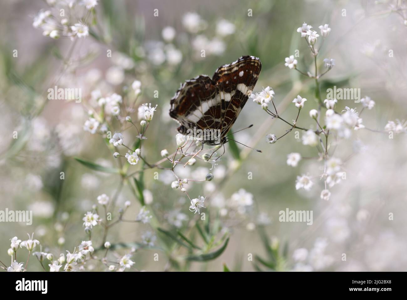 Nice butterfly hi-res stock photography and images - Alamy