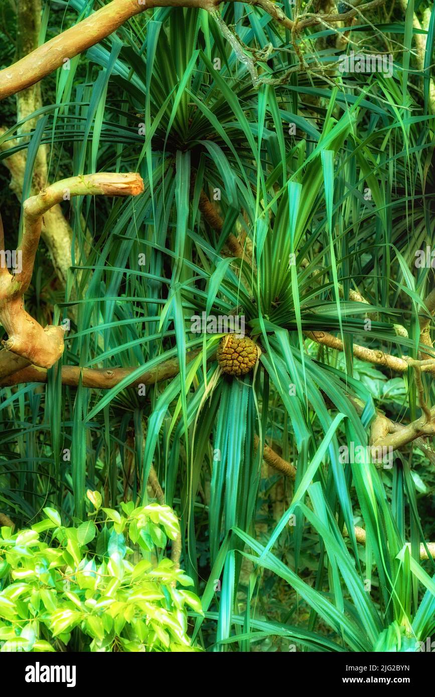Tropical Rainforest Fruit Trees
