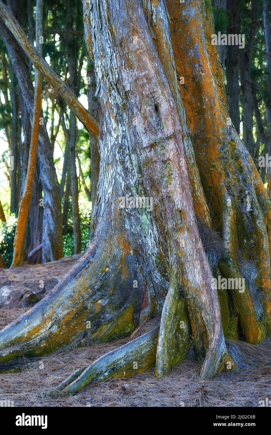 A big tree trunk in the jungle in summer. Low angle of an old tree bark ...