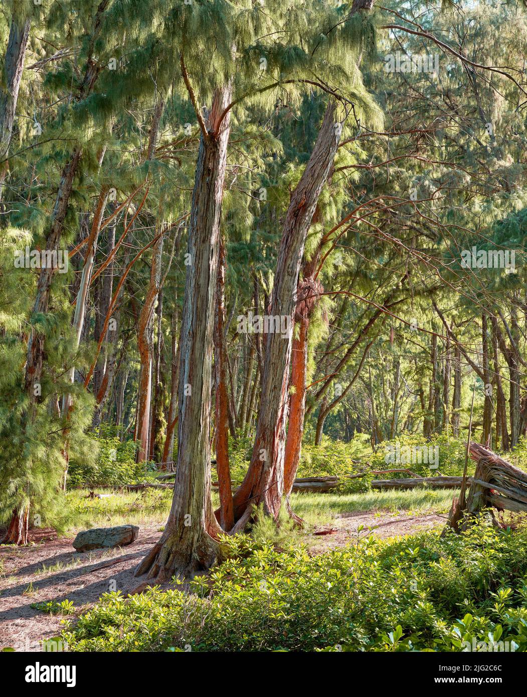 Sun shining on tall trees in a green jungle or rainforest in Hawaii ...