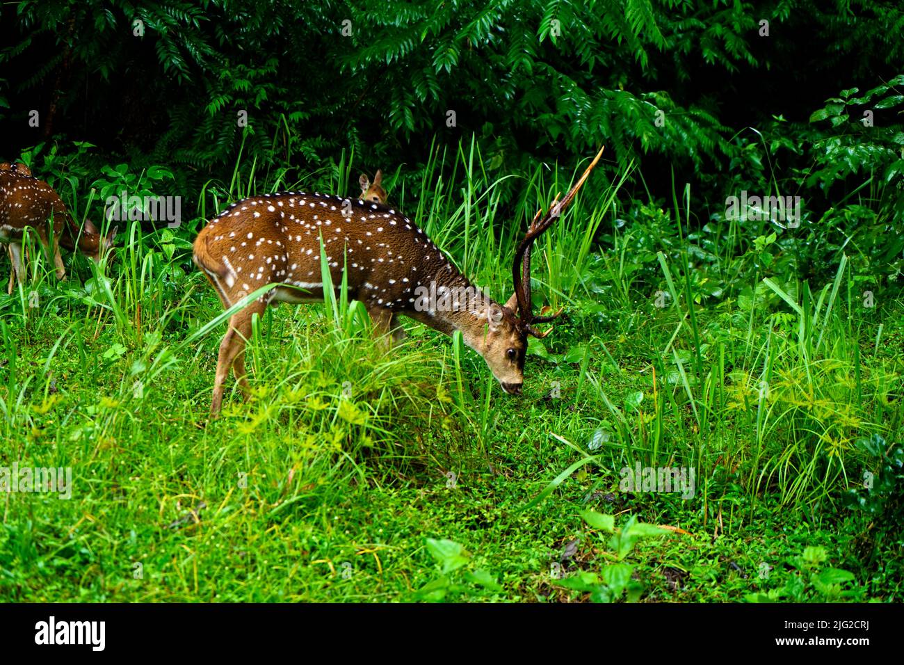 Native to indian subcontinent hi-res stock photography and images - Alamy