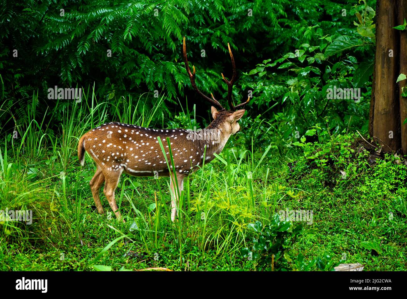 Native to indian subcontinent hi-res stock photography and images - Alamy
