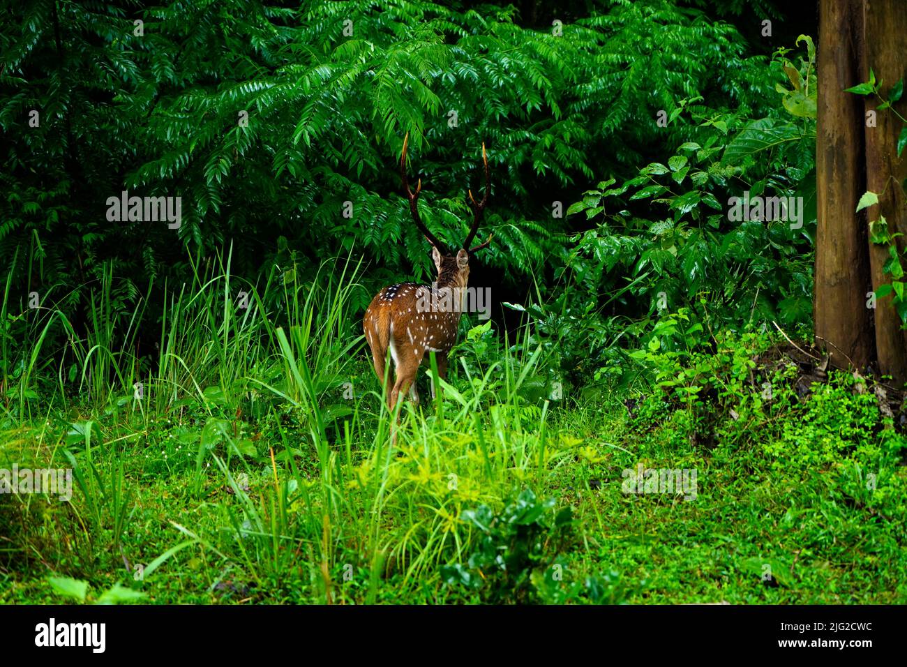 Chital or spotted deer grazing at a wild life sanctuary, native to ...