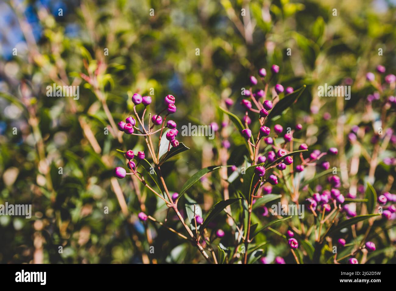 native Australian Lilly Pilly plant with pink berries outdoor in ...