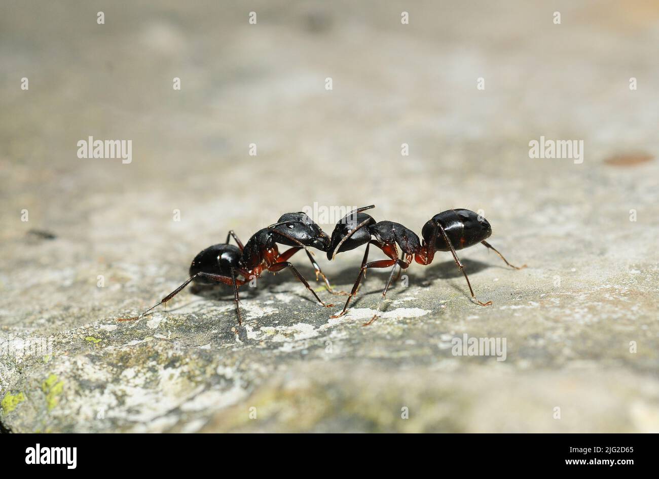 Godzilla Ant closeup Stock Photo - Alamy
