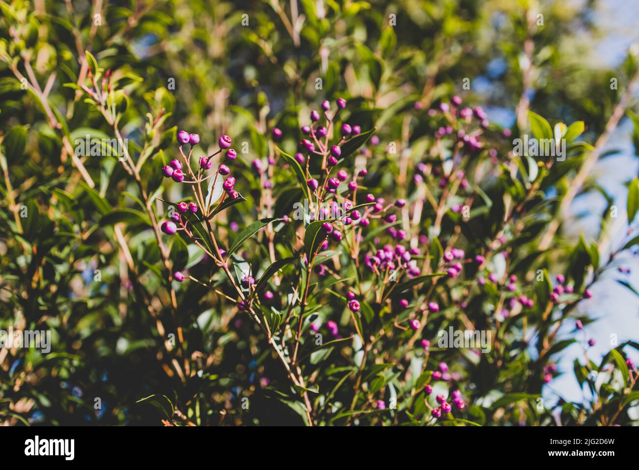 native Australian Lilly Pilly plant with pink berries outdoor in ...