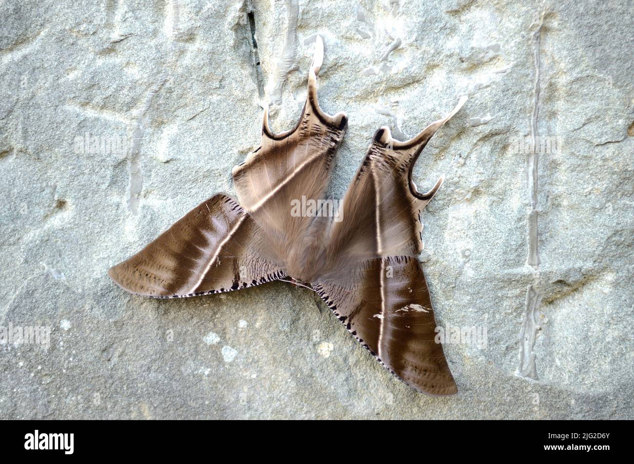 Tropical Swallowtail Moth closeup Stock Photo - Alamy