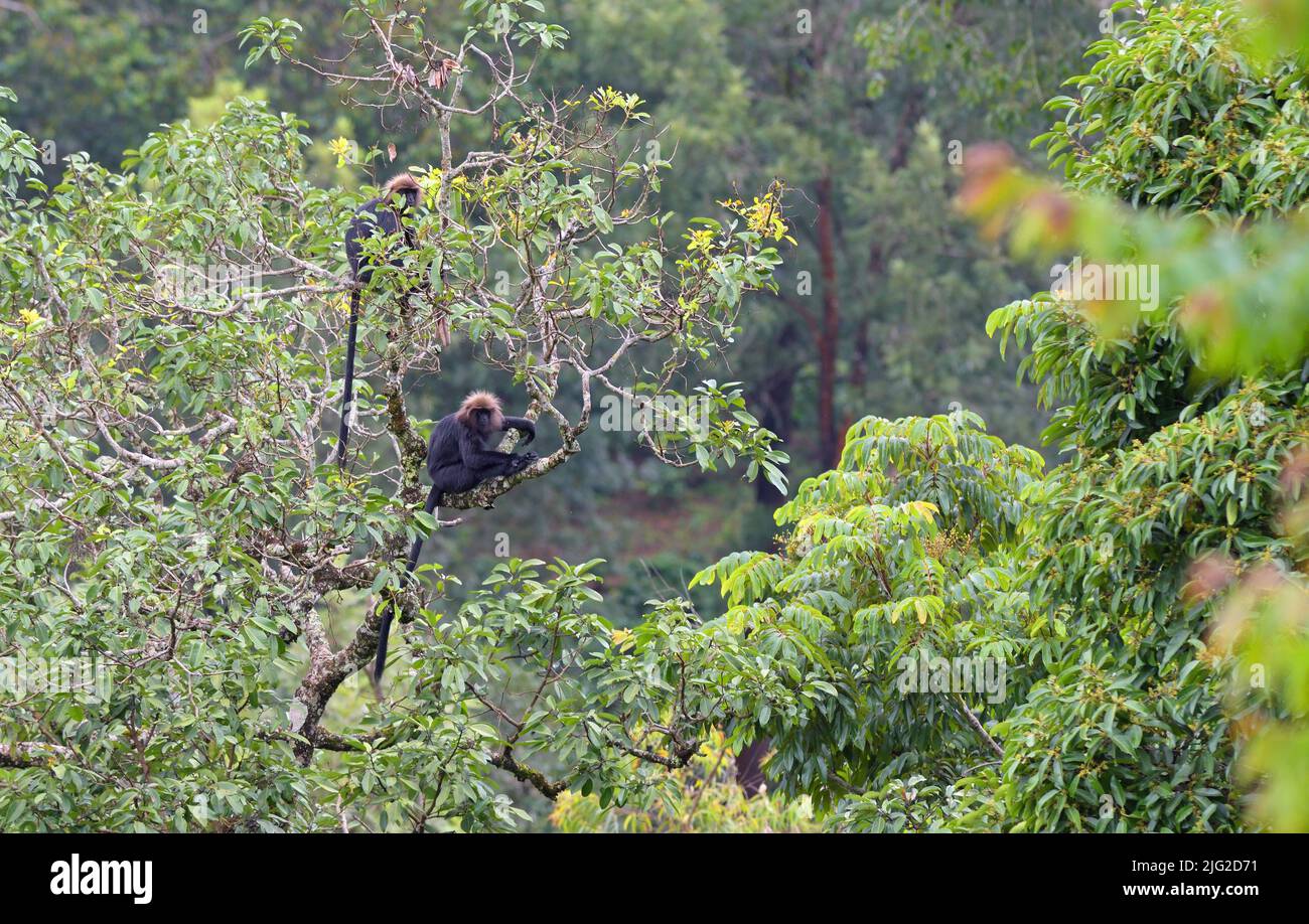 Mantis at their natural habitat hi-res stock photography and images - Alamy