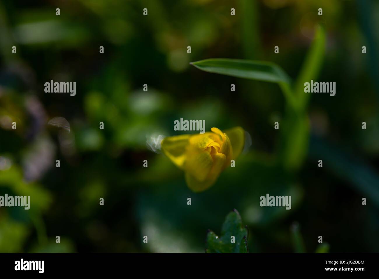 Crocus verna hi-res stock photography and images - Alamy