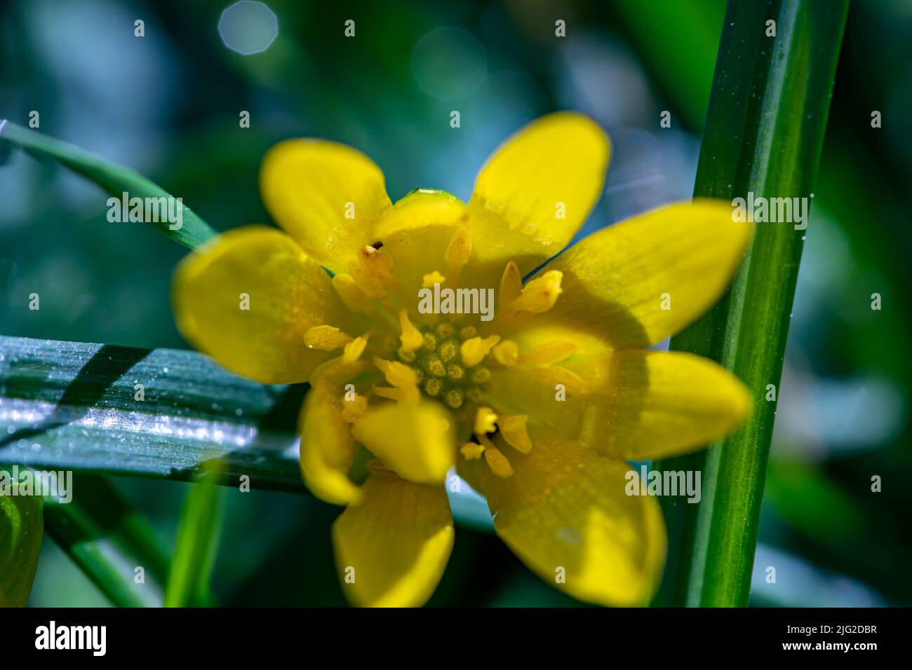 Ficaria verna wild flower hi-res stock photography and images - Alamy