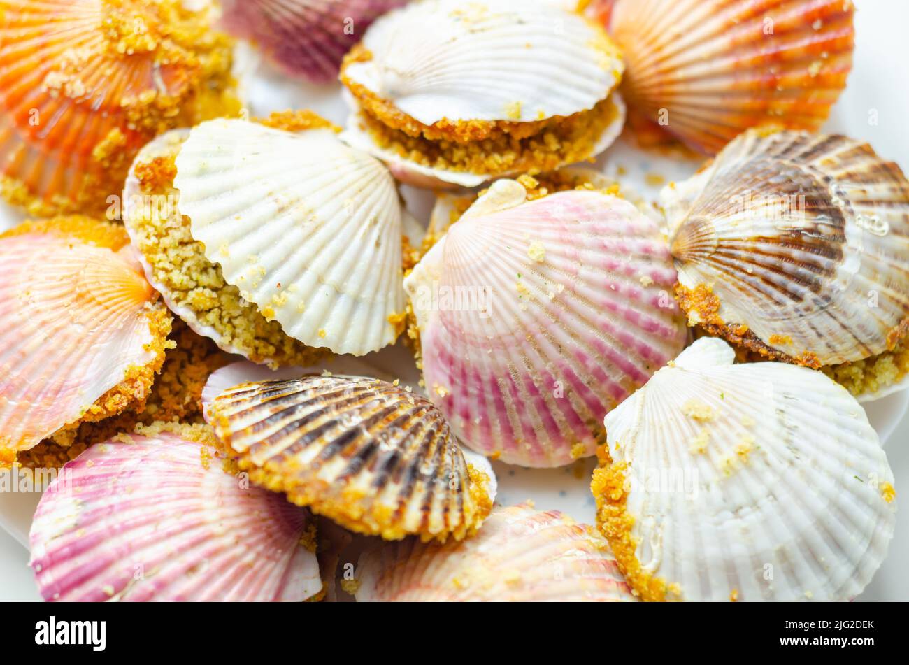 Mini coquilles St. Jacques, Natural scallop shells filled with ...