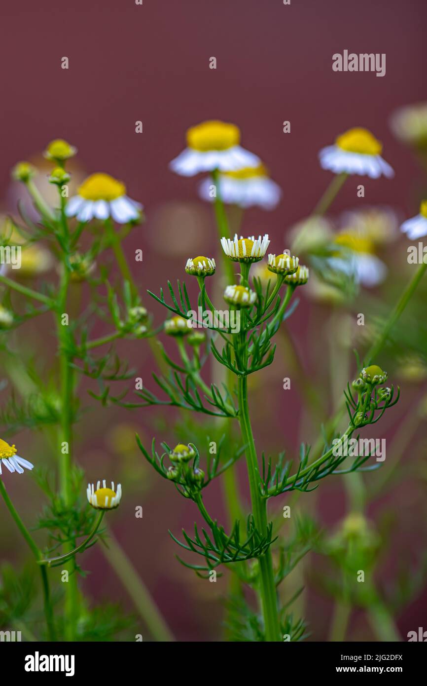Growing matricaria chamomilla hi-res stock photography and images - Alamy