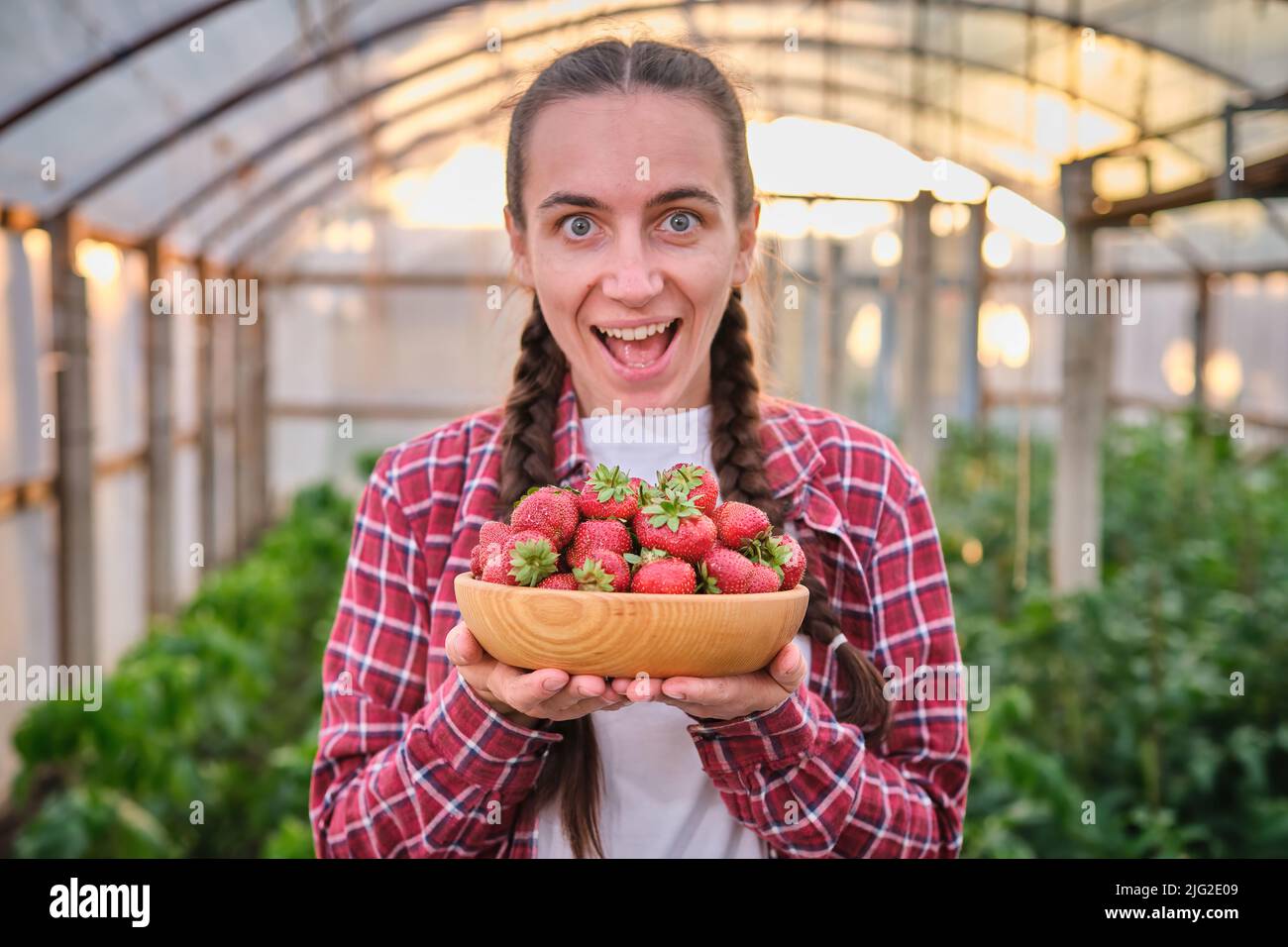 amazed Female harvesting berries in greenhouse holding wood plate in ...