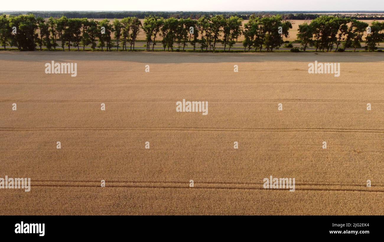 Aerial Drone View Flight Over Wheat Field with Ripening Yellow Wheat ...
