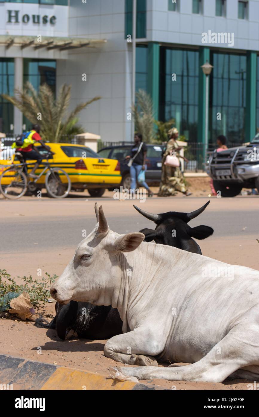 BANJUL, THE GAMBIA - FEBRUARY 8, 2022 domesticated Sanga cattle (Bos ...